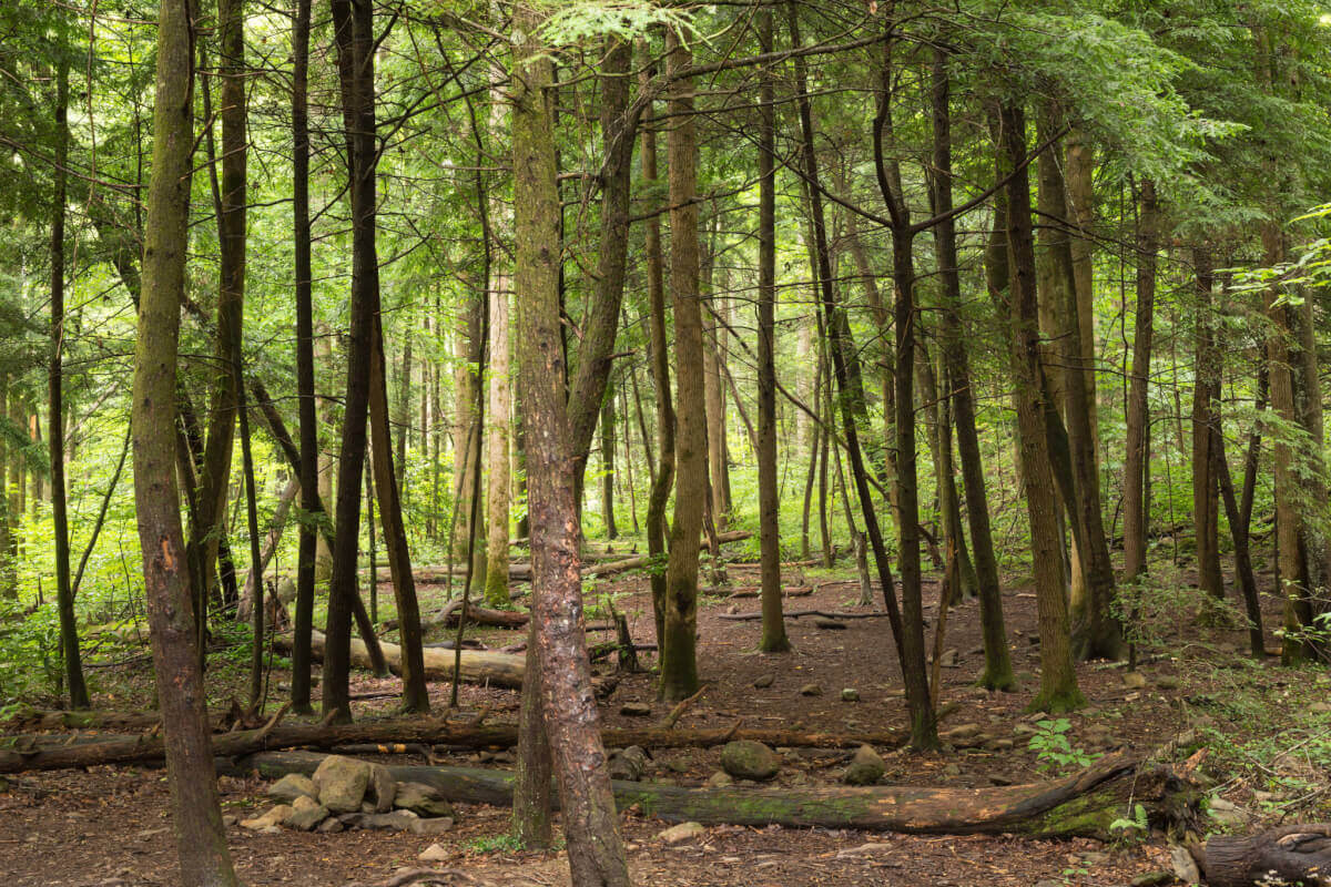 5 Surprising Facts about the Smokies