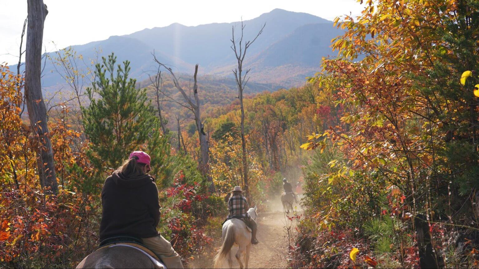 Attractions with Animals in the Smoky Mountains