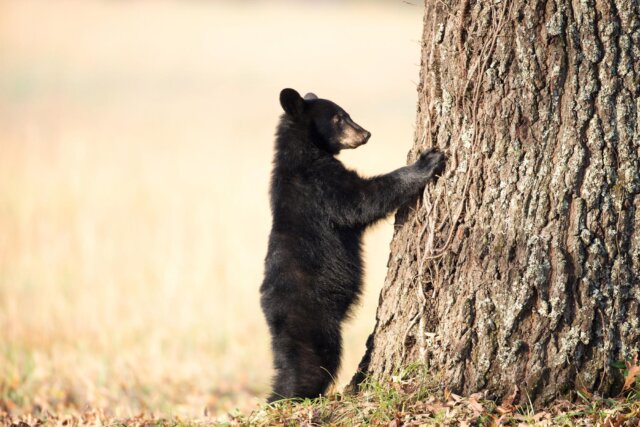 What Do You Do If You Encounter A Bear?