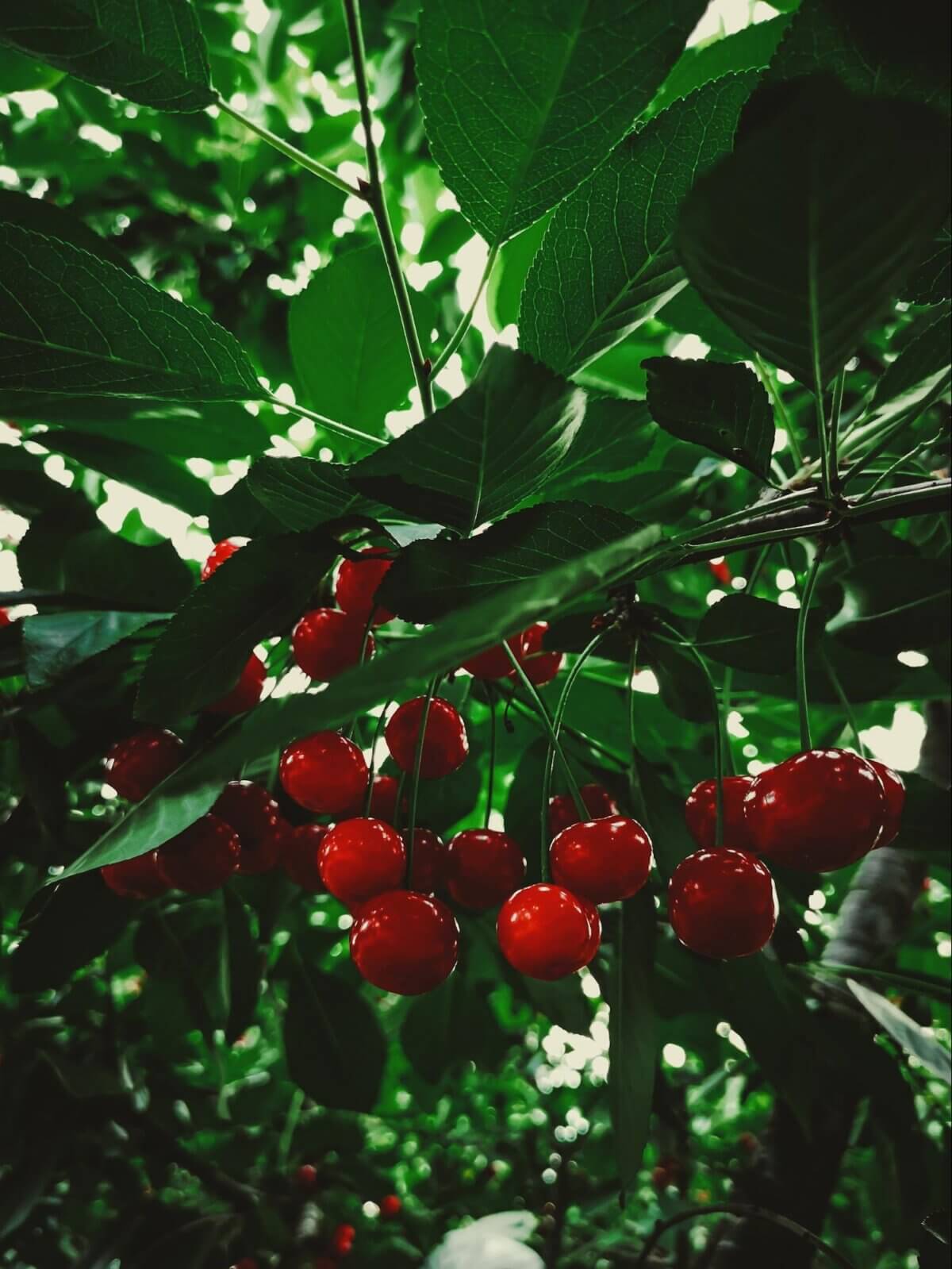 Famous Moonshiners of the Prohibition-Era Smokies